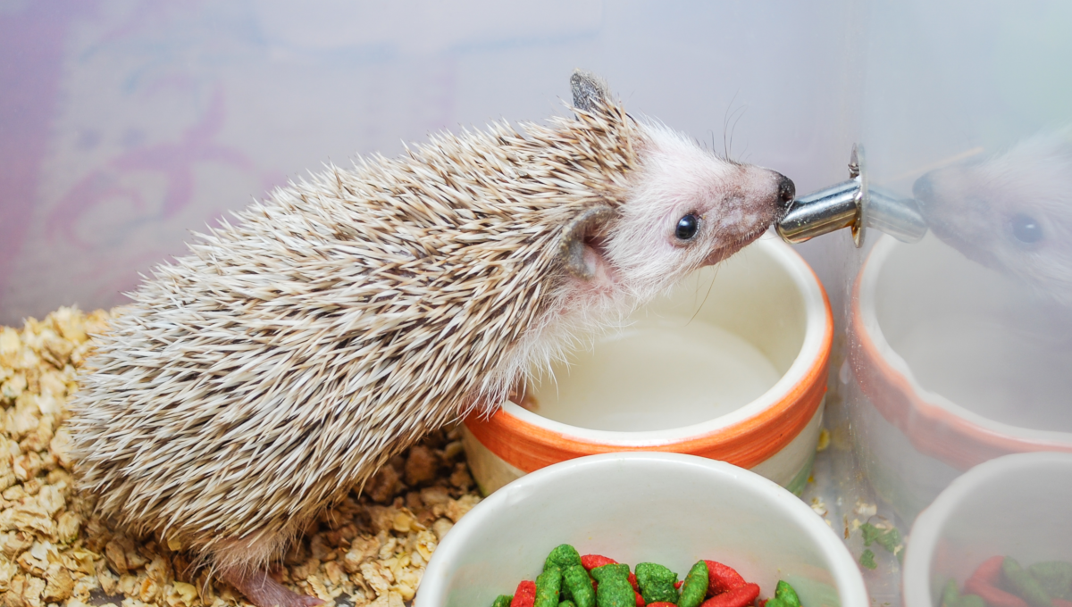 Vitakraft Sun Seed Recall of Sun Seed Vita Prima Hedgehog Food Due to ...